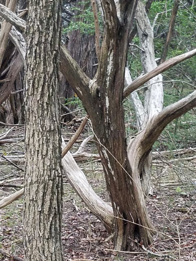 Cedar Tree Cool Green Tan Winding Stock Photo - Image of wildlife, soil ...