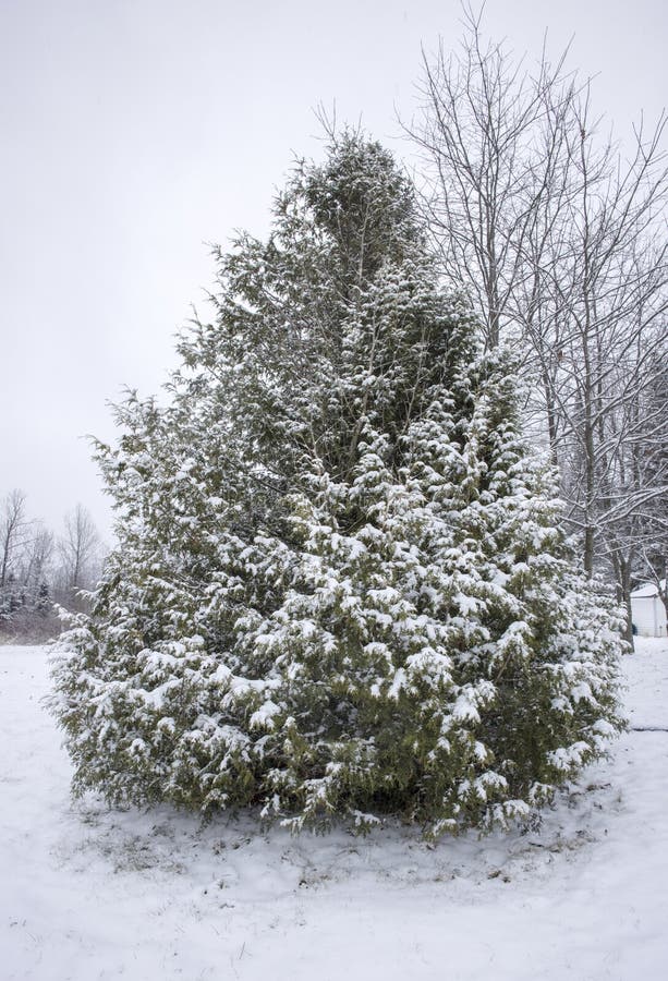 Cedar Tree Covered in Snow stock photo. Image of forestry - 308065670