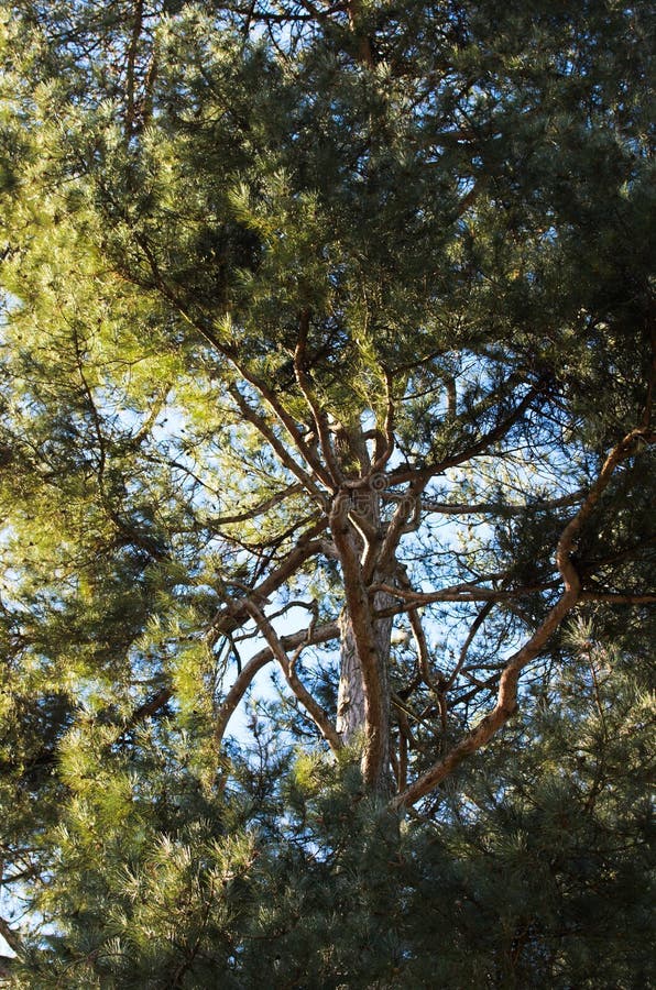 Cedar tree stock photo. Image of forest, vegetation, tall - 48949202