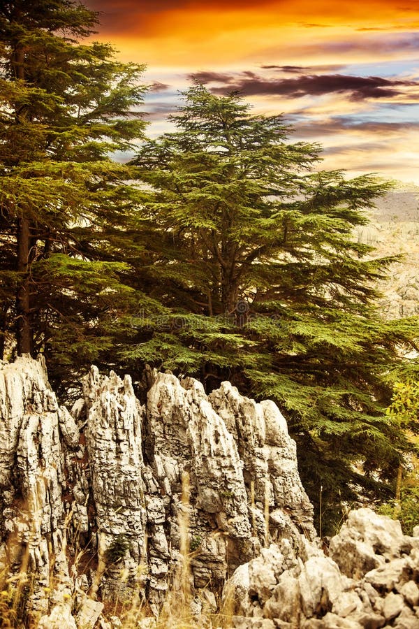 Cedar tree forest stock photo. Image of nature, grunge - 18827654