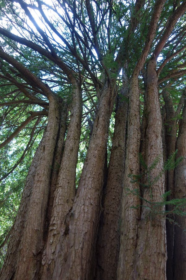Cedar tree in a forest stock image. Image of wood, diversity - 243493323