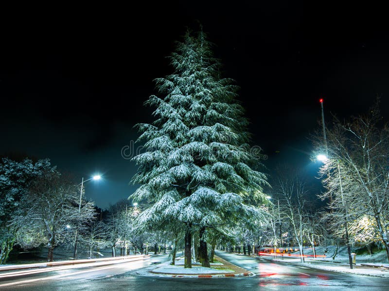 Cedar Tree Full of Snow and Moving Lights Stock Image - Image of cedar ...