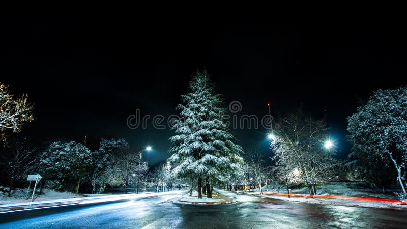 Cedar Tree Full of Snow and Moving Red and Blue Lights Stock Photo ...