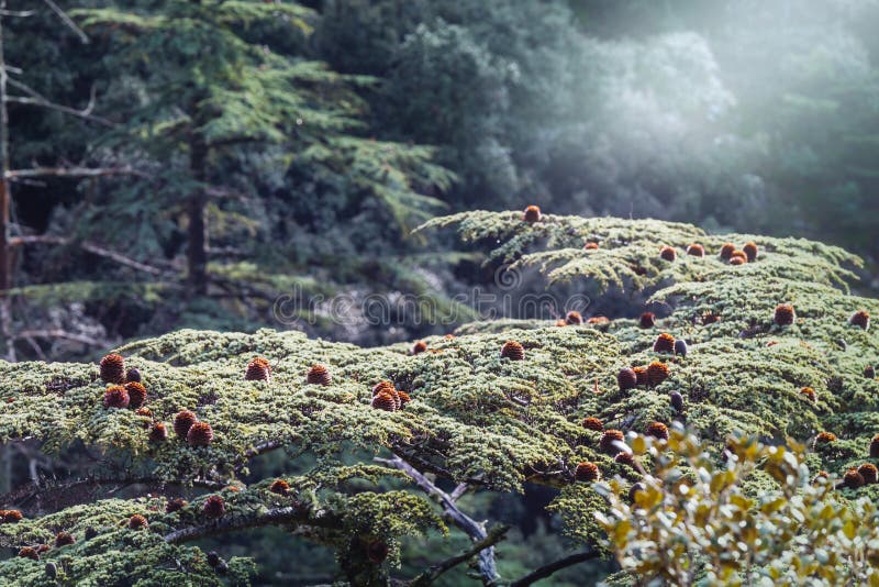 Cedar tree stock image. Image of fresh, scene, travel - 167045669