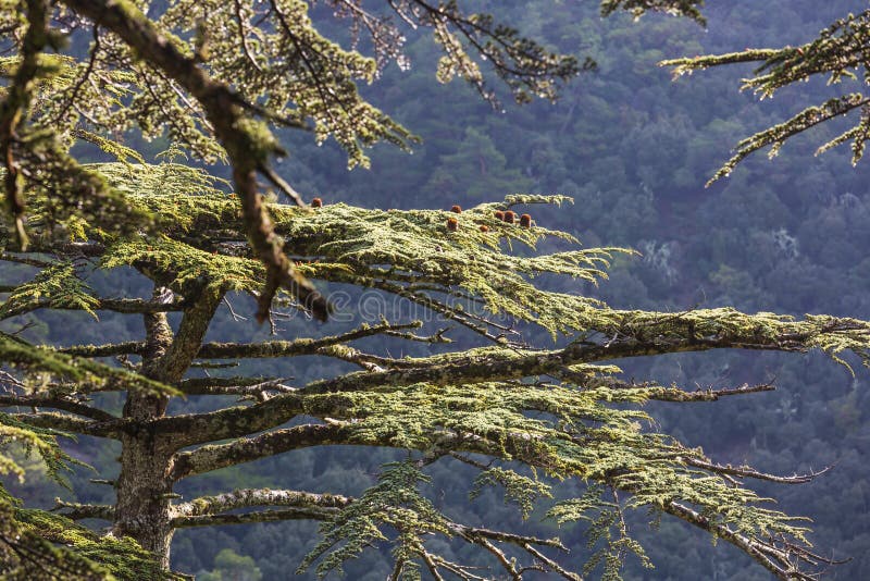 Cedar tree stock photo. Image of high, peaceful, beauty - 166664992