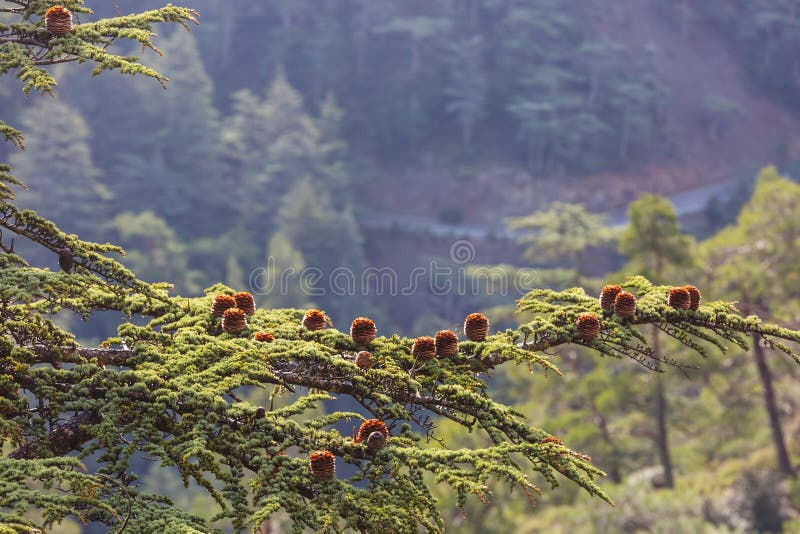 Cedar tree stock photo. Image of scene, high, spring - 166664996