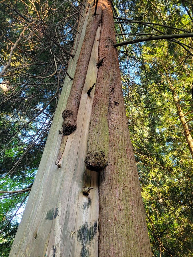Cedar Tree Growing Down Side of Another Tree Stock Image - Image of ...