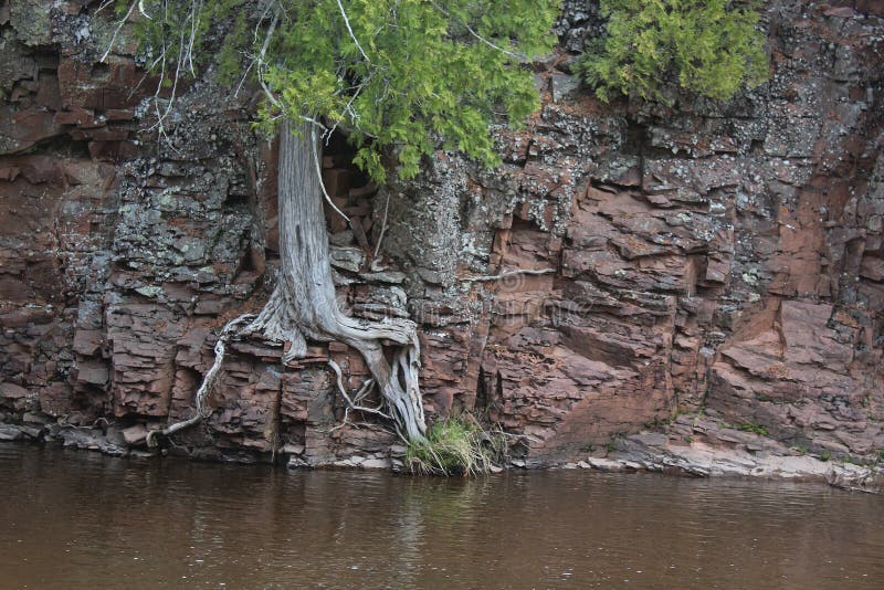 546 Tree Growing Out Rock Stock Photos - Free & Royalty-Free Stock ...