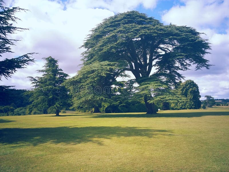 Cedar tree stock image. Image of tree, landscape, nature - 57701597