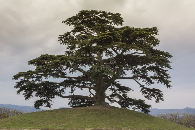 Cedar Tree of Lebanon. a Secular Tree, Symbol of La Morra Stock Photo ...