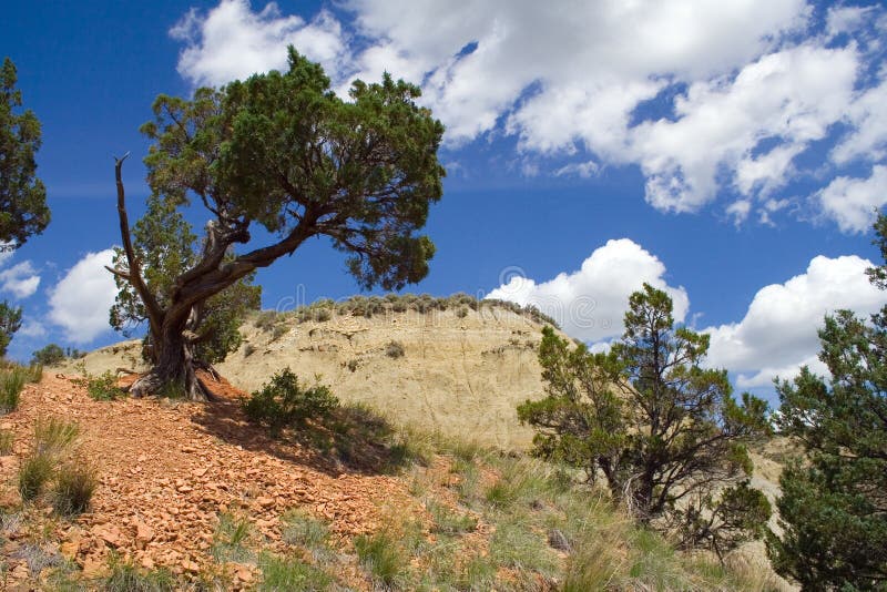 Cedar tree on mountain stock image. Image of branches - 3997033