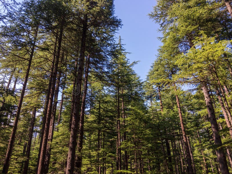 Cedar Tree Natural Forest with Blue Clear Sky in Background Stock Photo ...