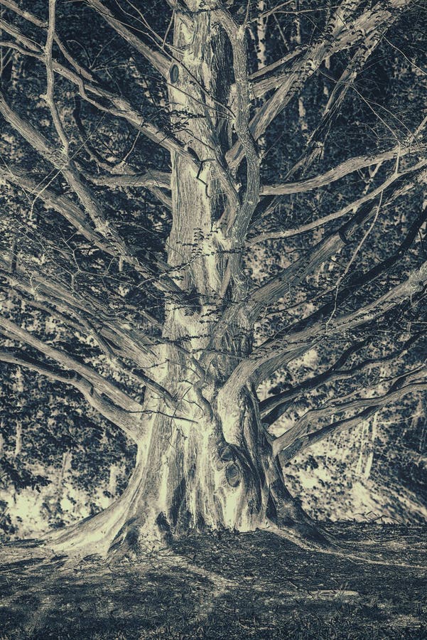 Cedar Tree Nudoso - Color Invertido Foto de archivo - Imagen de ...