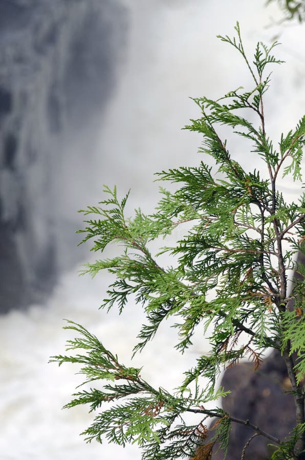 Cedar tree stock photo. Image of cedar, evergreens, anne - 131204162