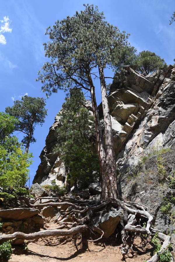 Plant Growth Weathering