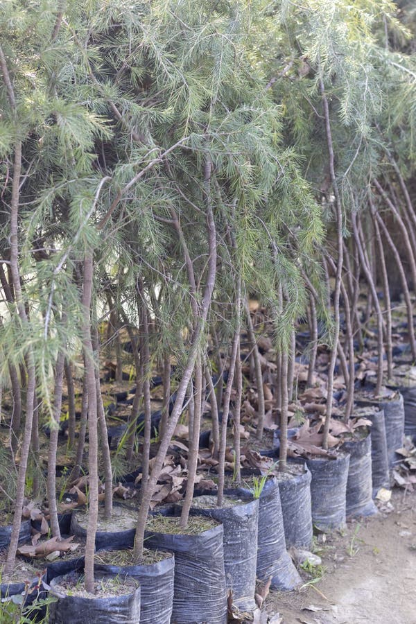 Cedar Tree Saplings in a Plant Nursery Stock Image - Image of spring ...
