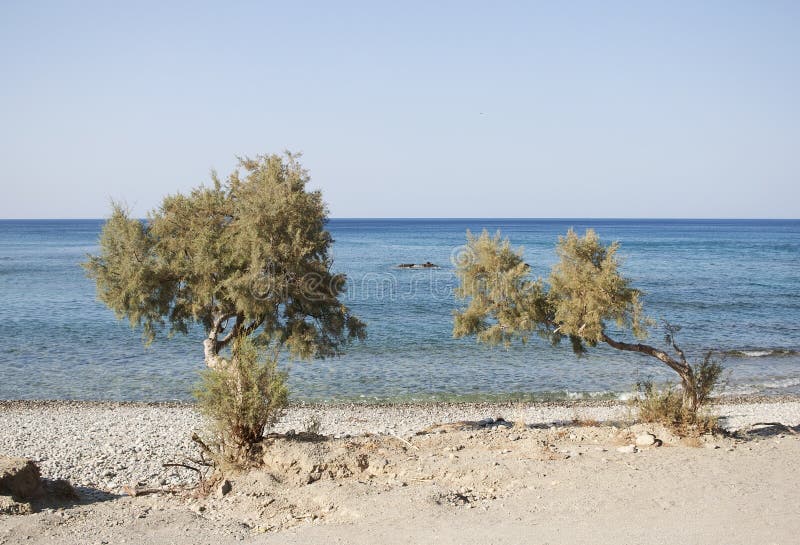 Cedar trees at seashore stock photo. Image of beach - 161199960