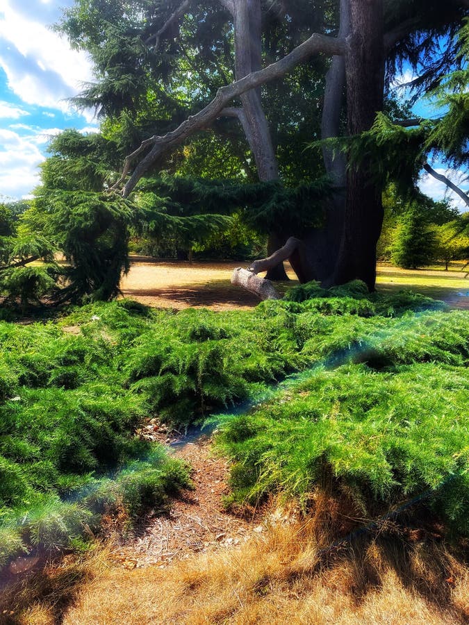 Cedar Tree Spreading All Over the Ground Stock Image - Image of massive ...