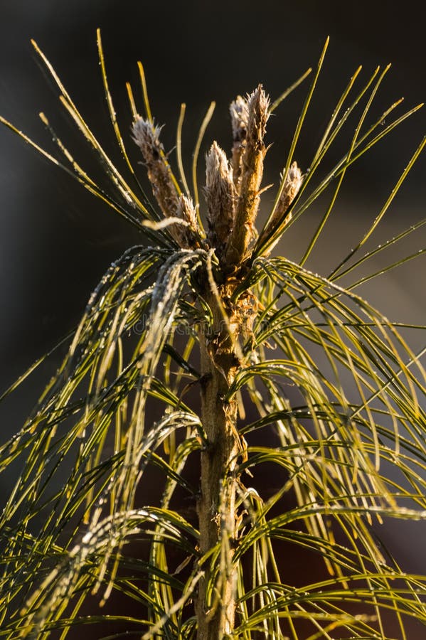 Cedar Tree Top with Young Shoots. Spring Stock Photo - Image of young ...