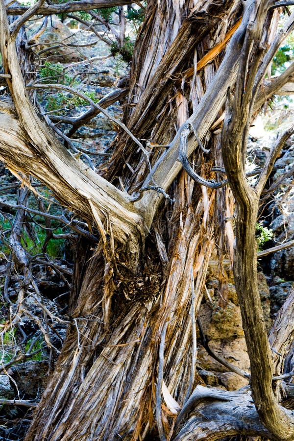 Cedar tree trunk stock photo. Image of picture, cedar - 49542804