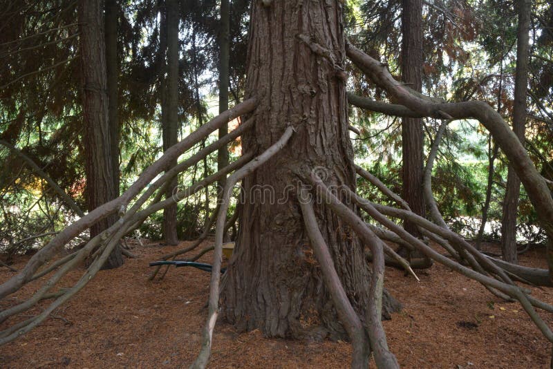 Cedar Tree Trunk with External Root System Stock Photo - Image of ...