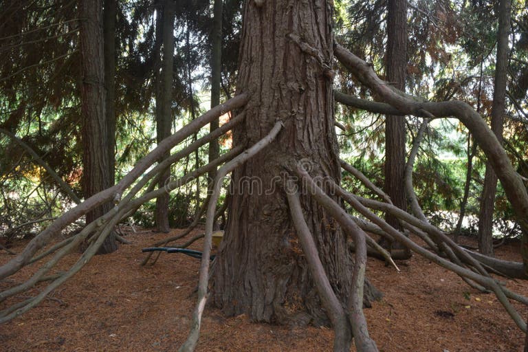 Cedar Tree Root System Stock Photos - Free & Royalty-Free Stock Photos ...