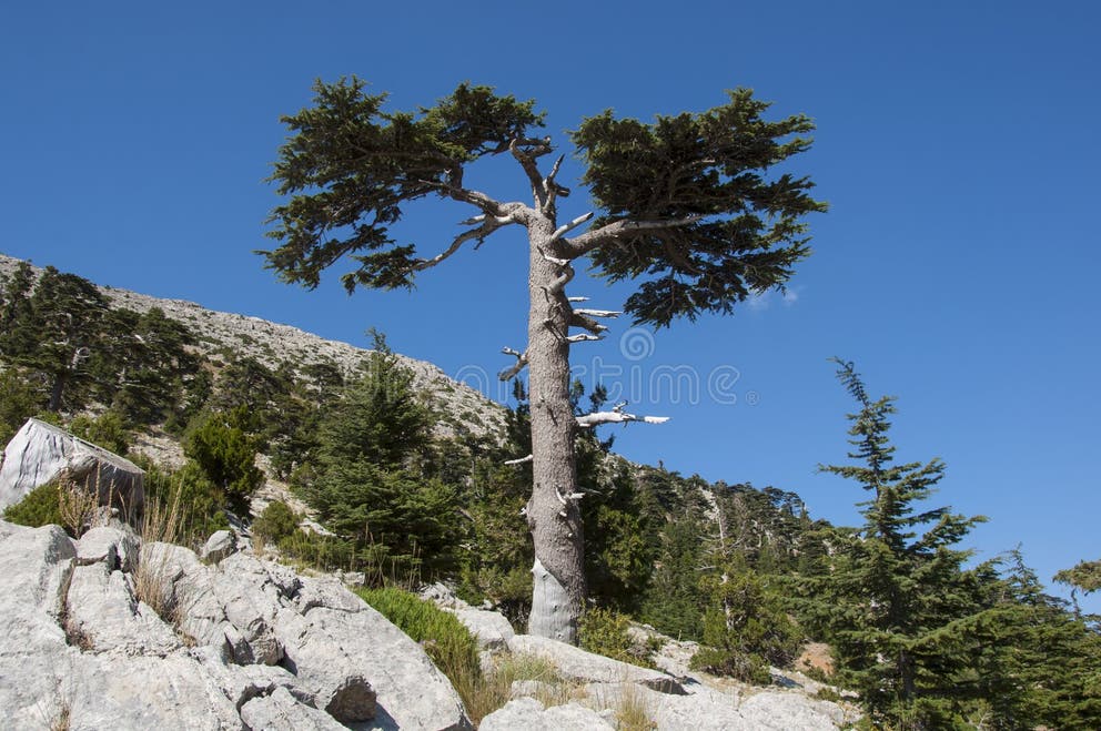Cedar Tree stock photo. Image of graphics, outdoors, summer - 58754350