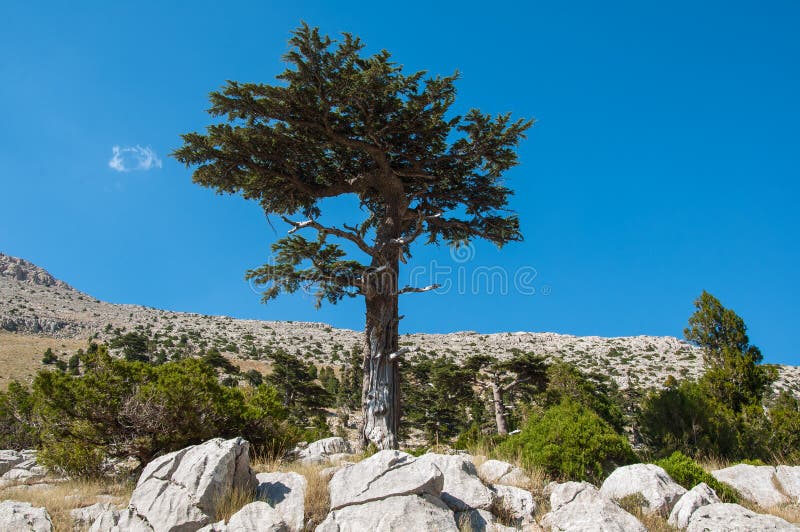 Cedar Tree stock photo. Image of royalty, green, preservation - 58785420