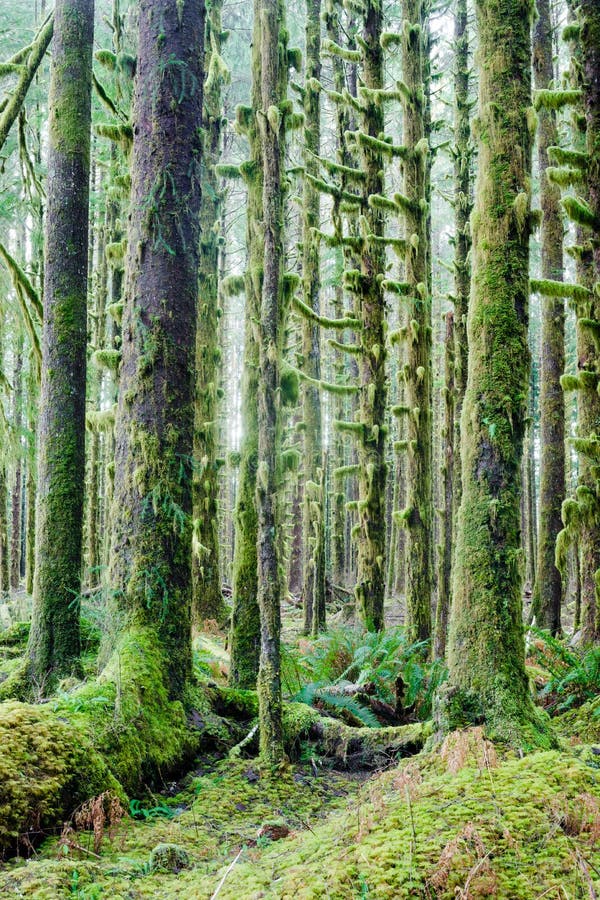 Cedar Trees Deep Forest Green Moss Covered Growth Hoh Rainforest Stock ...