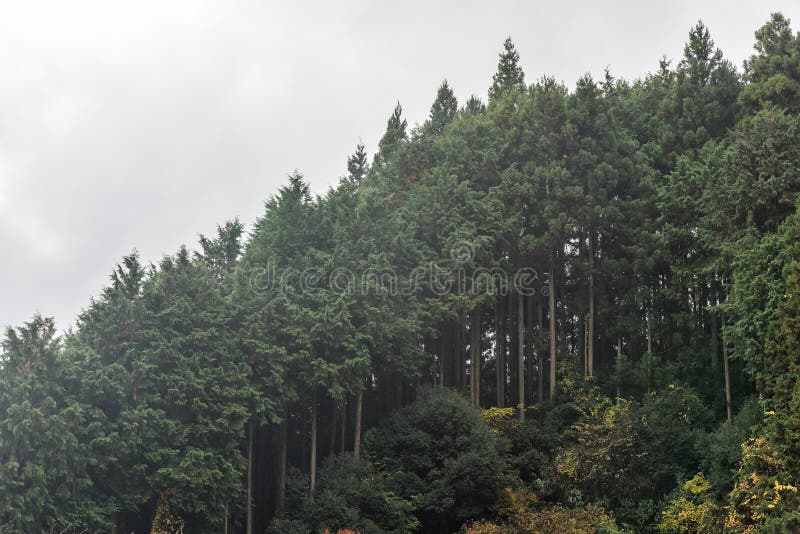 Cedar Trees Forest Covering Mountain Hill Side in Autumn Stock Photo ...