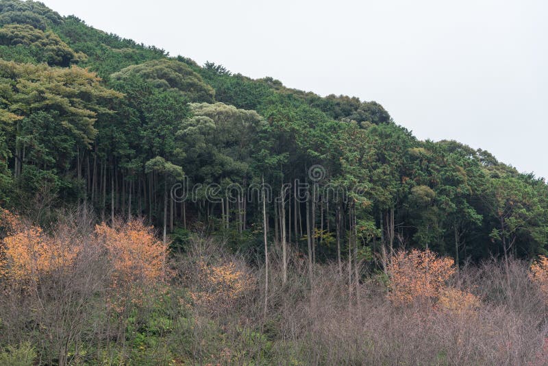 Cedar Trees Forest Covering Mountain Hill Side in Autumn Stock Photo ...