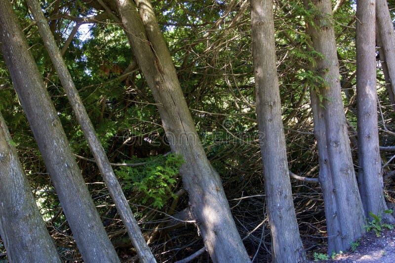 White Cedar Swamp 805910 stock image. Image of evergreen - 199413195