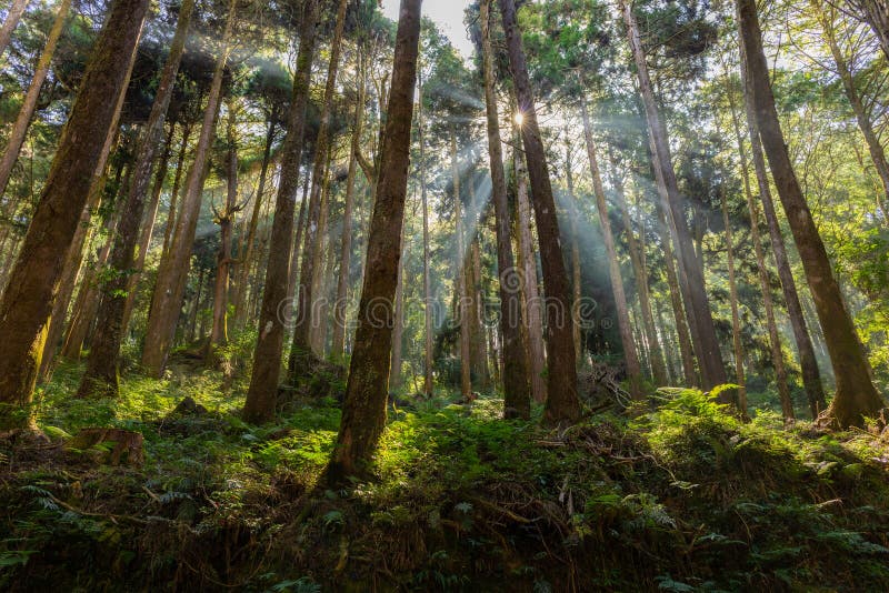 Cedar Trees in Forest with through Sunlight Ray Stock Image - Image of ...