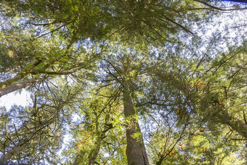 Cedar Trees Falls stock image. Image of falls, photograph - 58915951