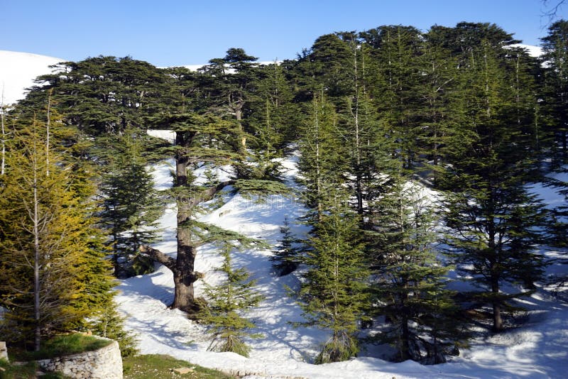 Cedar trees stock image. Image of snow, grove, mountain - 151519151