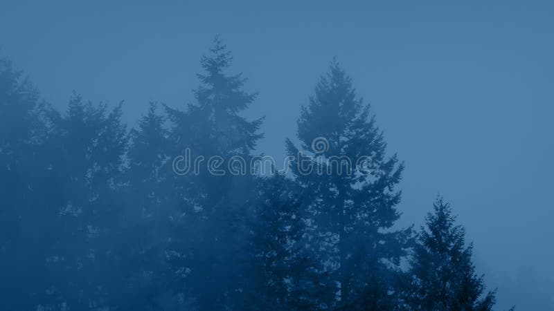 Large Forest Trees on Misty Evening Stock Footage - Video of distance ...
