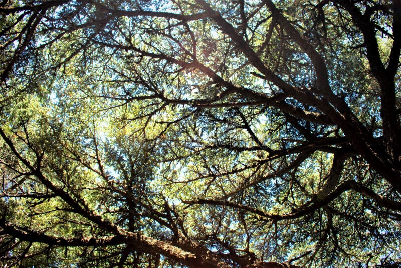 Cedar Trees Inside the Forest of a Nature Reserve Stock Photo - Image ...