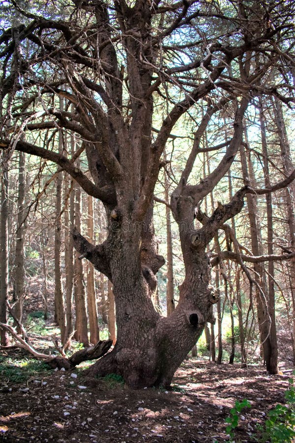 Cedar Trees Inside the Forest of a Nature Reserve Stock Image - Image ...