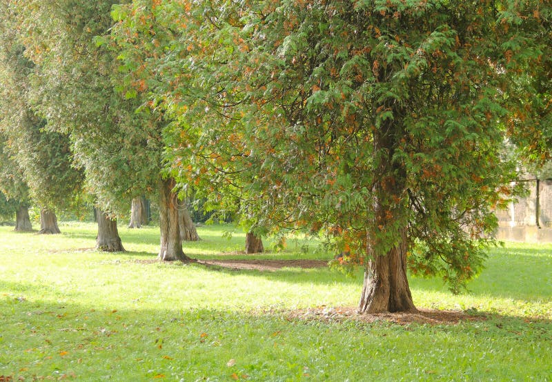 Cedar trees stock photo. Image of autumn, nature, outdoor - 78819880