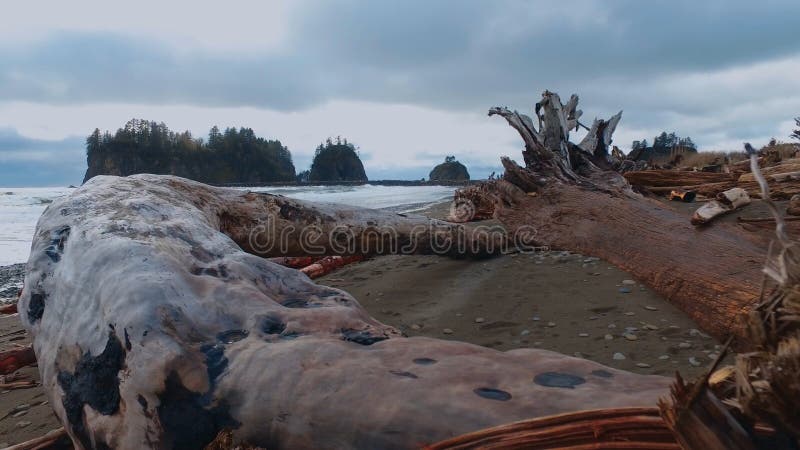 Cedar Trees Lying at Las Push Beach - Travel Photography Stock Photo ...