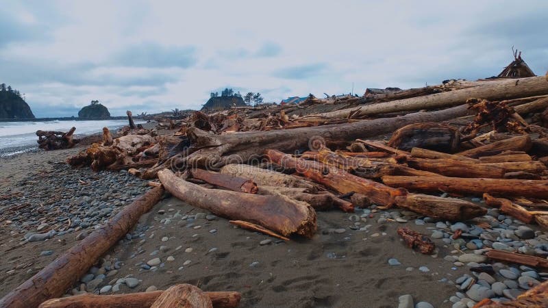 Cedar Trees Lying at Las Push Beach - Travel Photography Stock Image ...