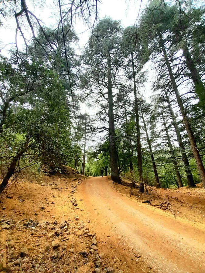 Cedar trees in morocco stock photo. Image of trees, plant - 230382814