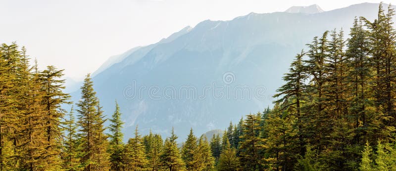 Cedar Trees and Mountain Scenery Stock Photo - Image of blue ...