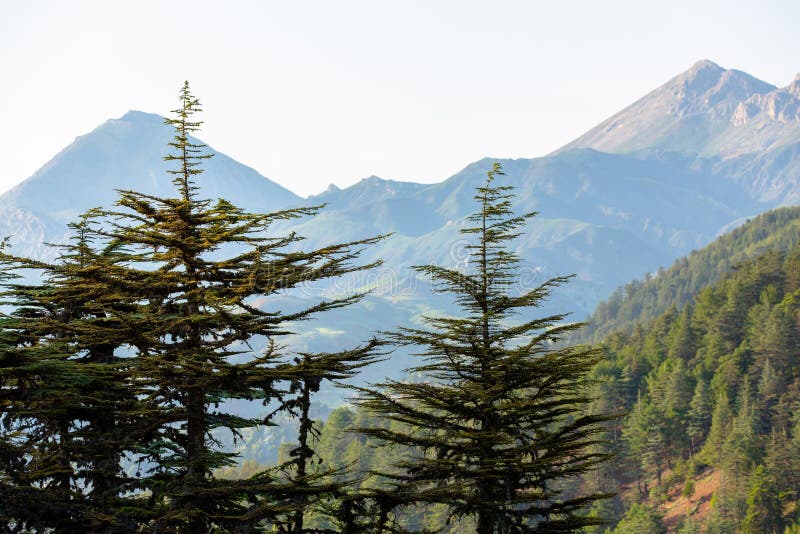 Cedar Trees and Mountain Scenery Stock Photo - Image of antalya, plant ...