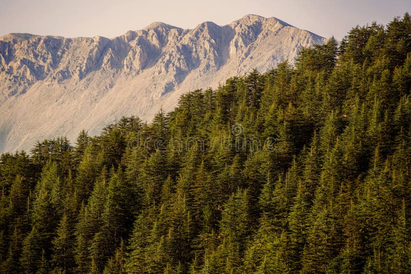 Cedar Trees and Mountain Scenery Stock Image - Image of environment ...