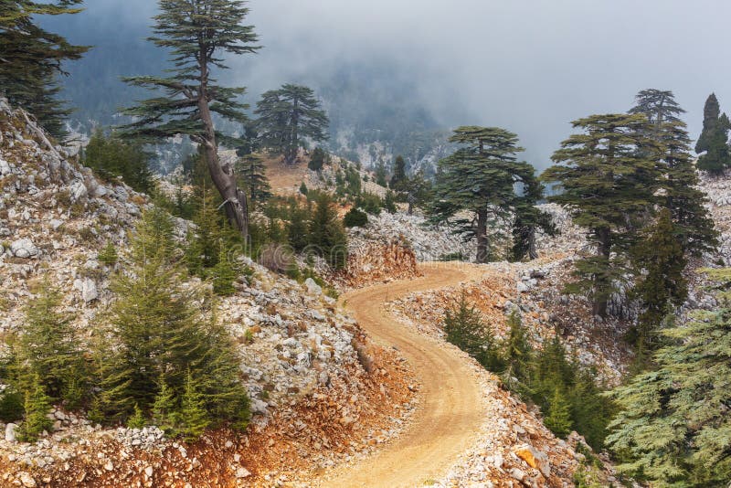 Cedar Stock Image Image Of Canopy Misty Morning Tree 204792525