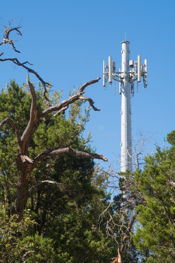 Cedar Trees Near a Cell Tower Stock Image - Image of mast, cedar: 92003117