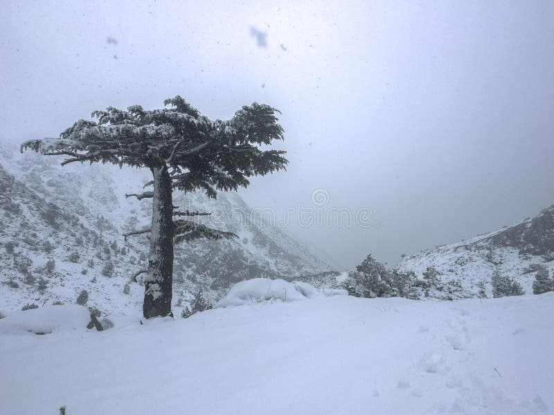Cedar Trees of Taurus Mountains, Winter Landscapes in Regions Where ...