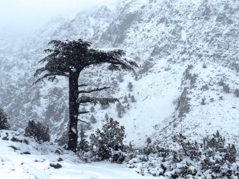 Cedar Trees of Taurus Mountains, Winter Landscapes in Regions Where ...
