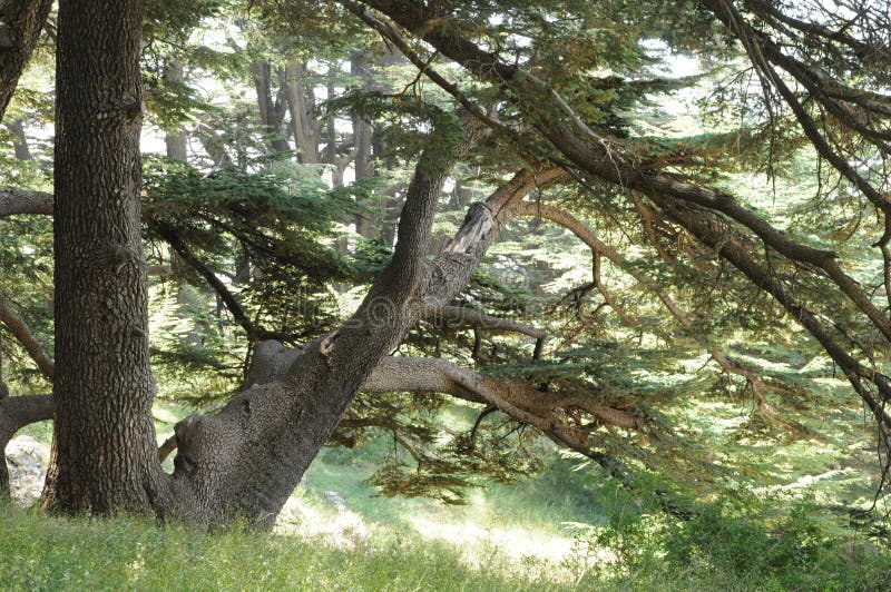 Cedar trees stock image. Image of cedars, trees, treetrunks - 48596845